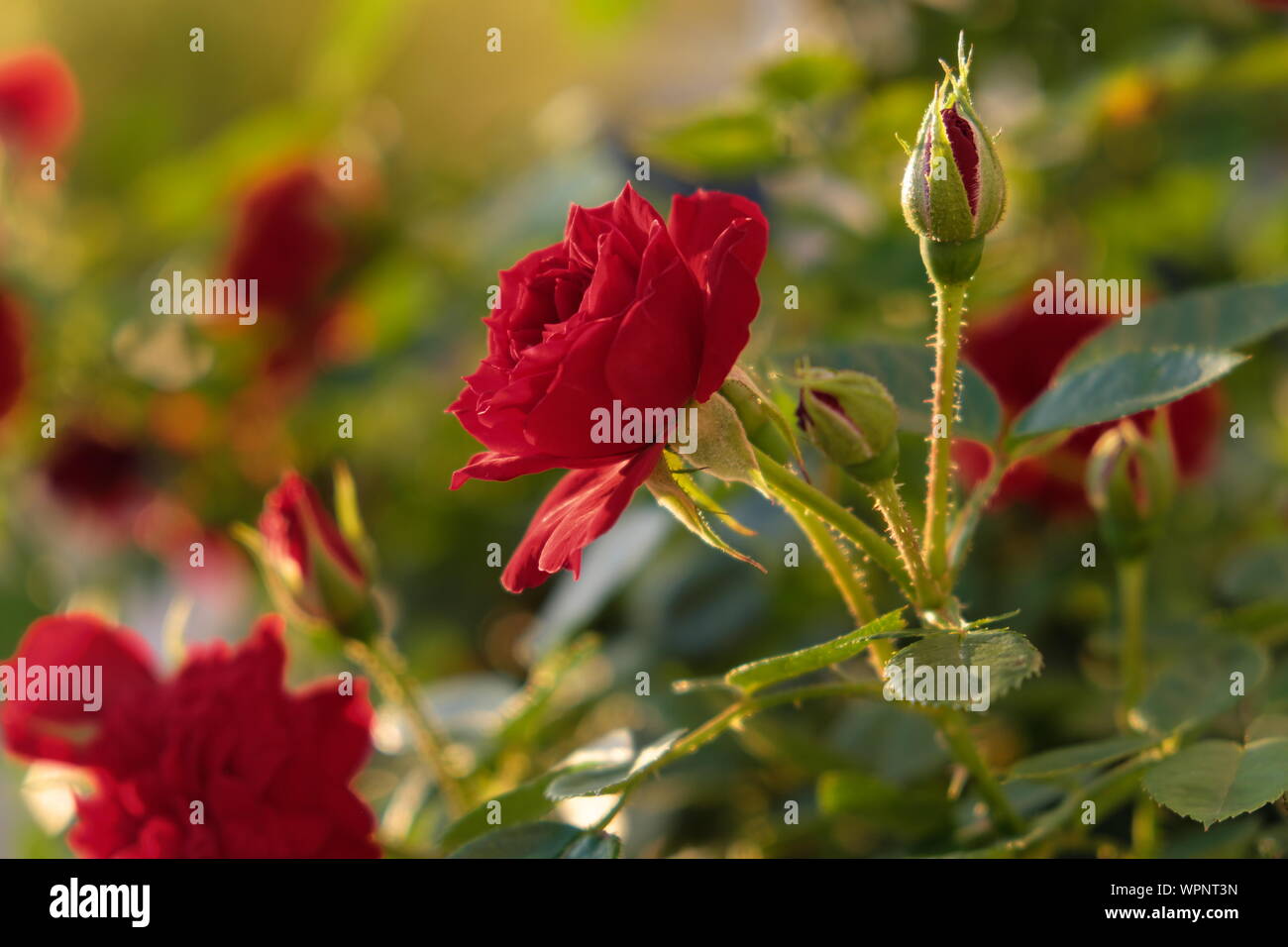 Soft red roses hi-res stock photography and images - Alamy