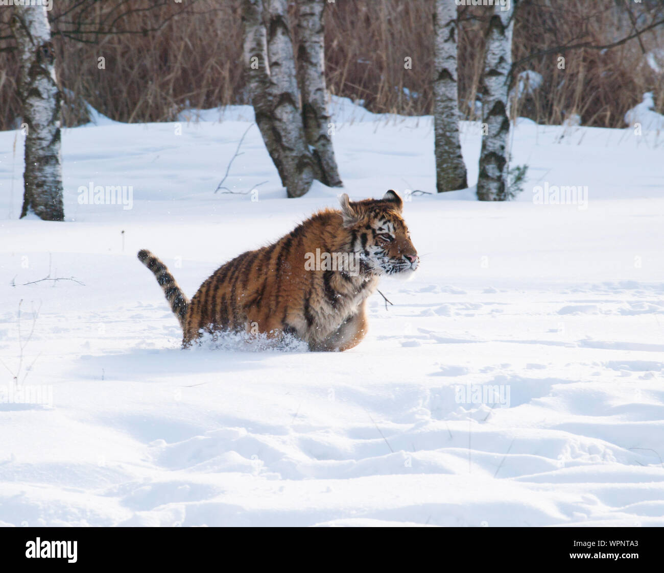 Siberian tiger in winter hi-res stock photography and images - Alamy