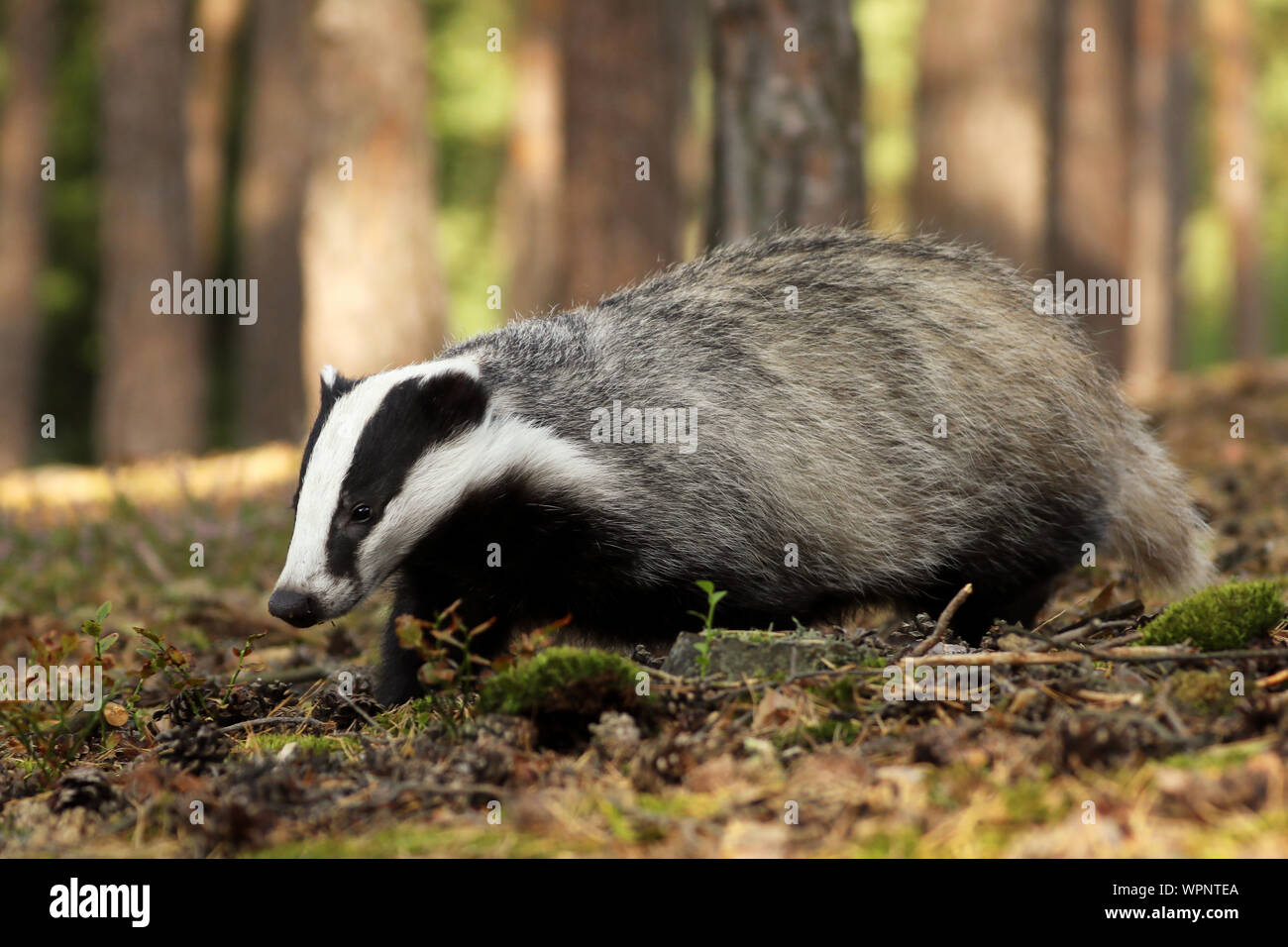 European badger in forest, nature habitat, Czech. Meles meles Stock ...