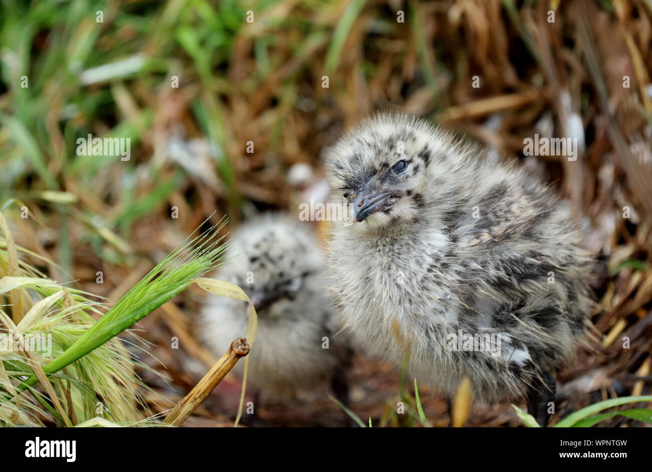 Gull chick in grass hi-res stock photography and images - Alamy