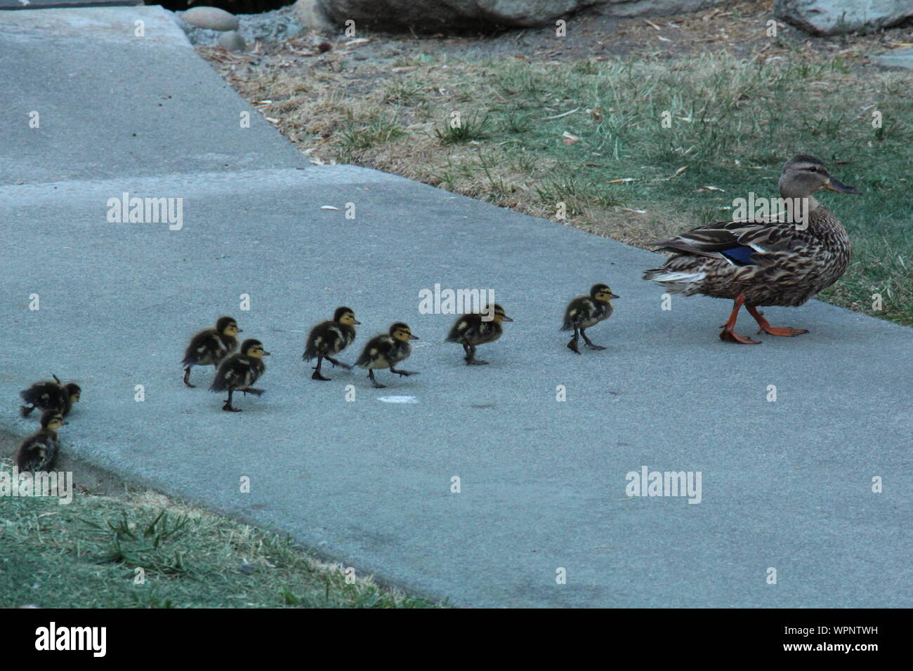 Mallard duck walking hi-res stock photography and images - Alamy