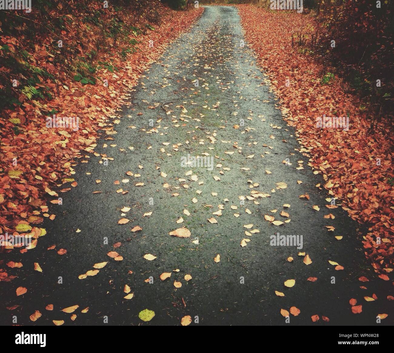 Leaf covered pathway hi-res stock photography and images - Alamy