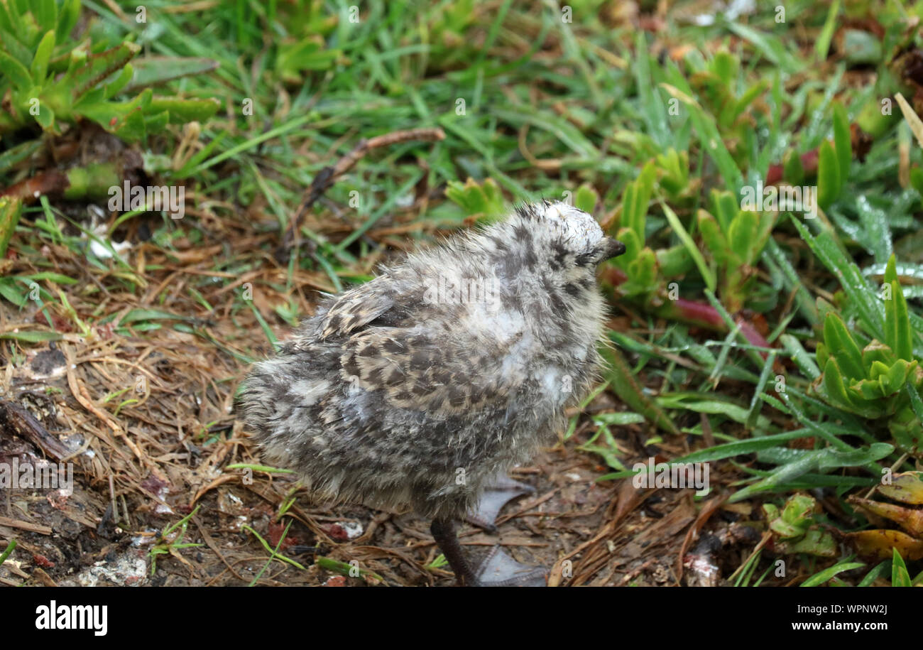 Seagull bird chicks in a meadow Stock Photo - Alamy