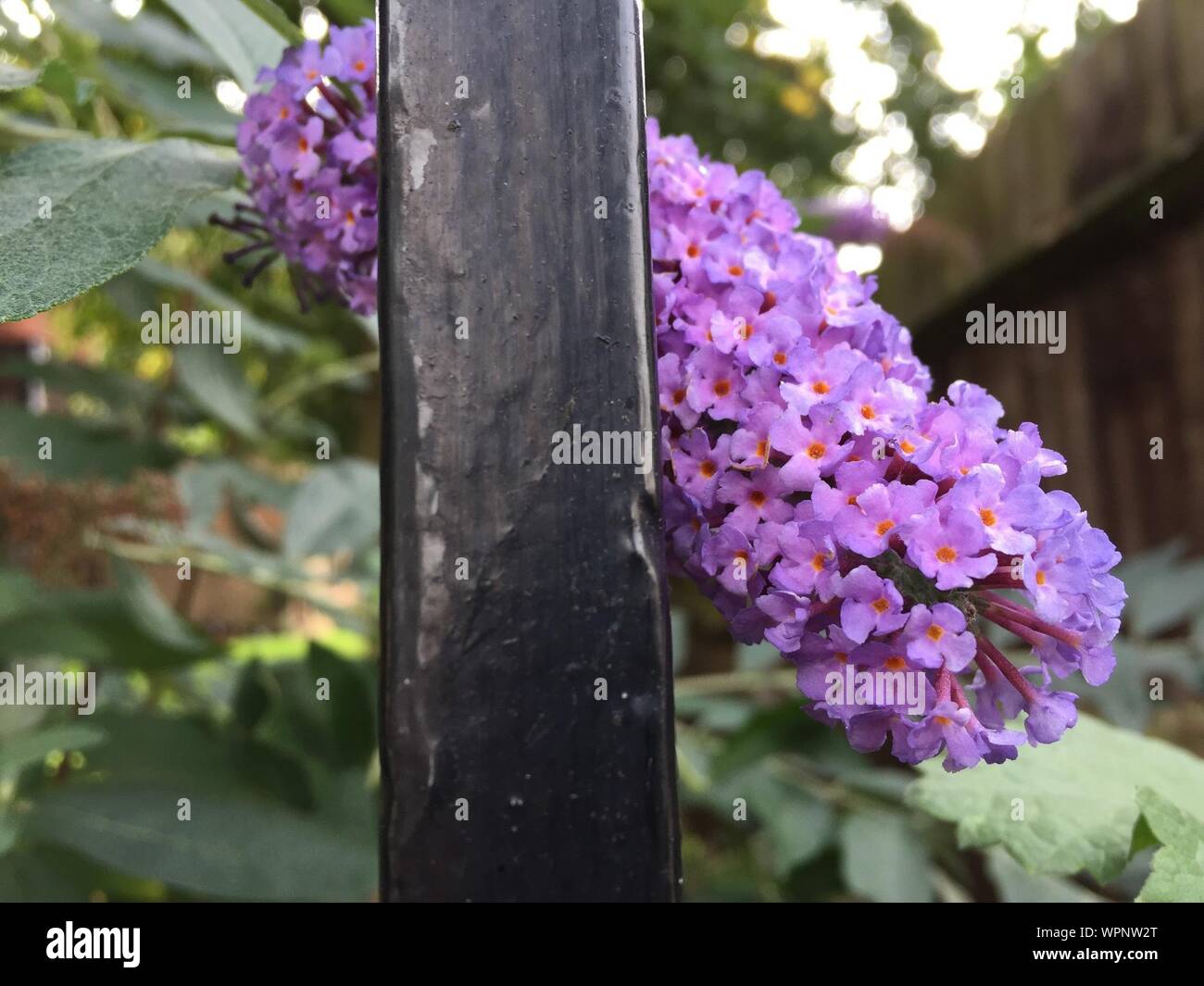 Purple buddleia plant hi-res stock photography and images - Alamy