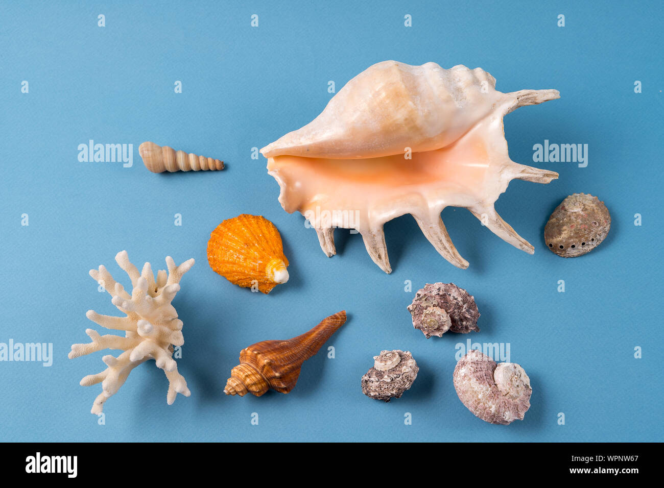 Front view sea shells and coral isolated on blue background Stock Photo ...