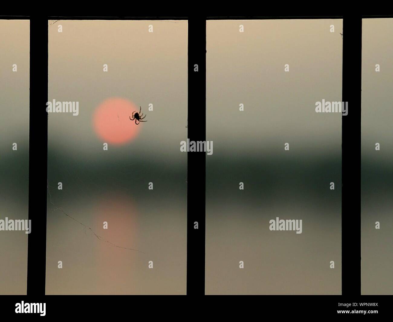 Spider on glass hi-res stock photography and images - Alamy