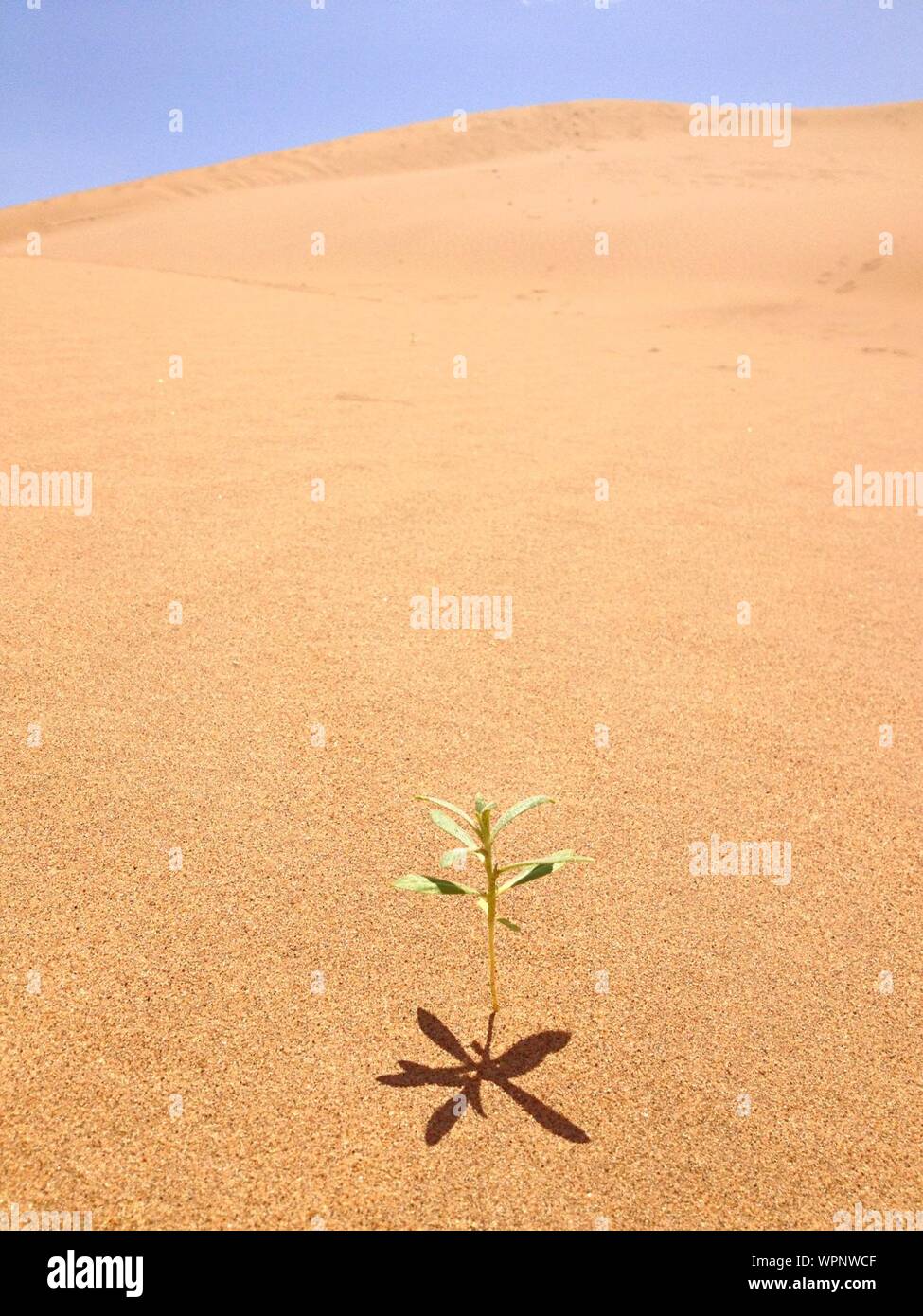 Plant of the desert hi-res stock photography and images - Alamy