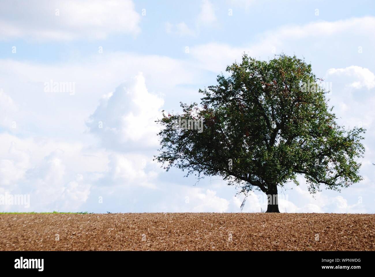 Plain tree hi-res stock photography and images - Alamy