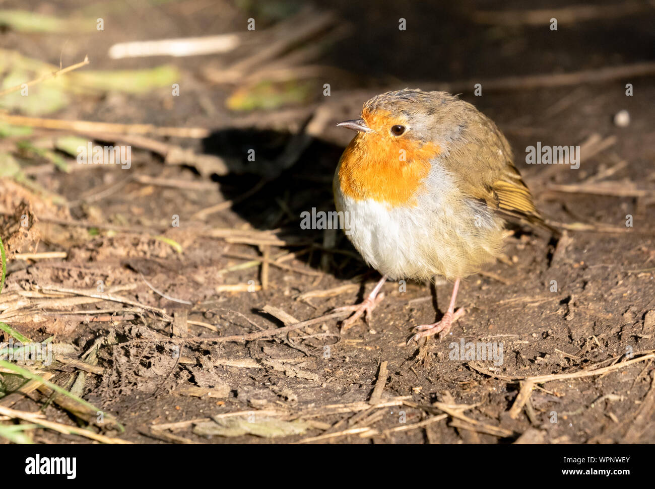 A robin (UK) on the ground in an English garden Stock Photo - Alamy