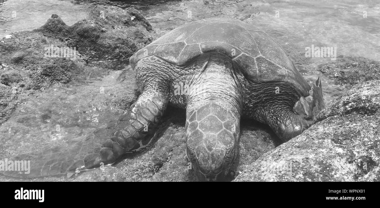 Turtle rocks hi-res stock photography and images - Alamy