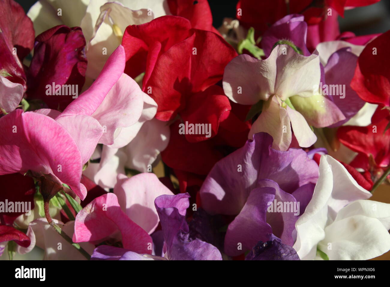 Sweet Peas In Arabic at Alice Fisher blog