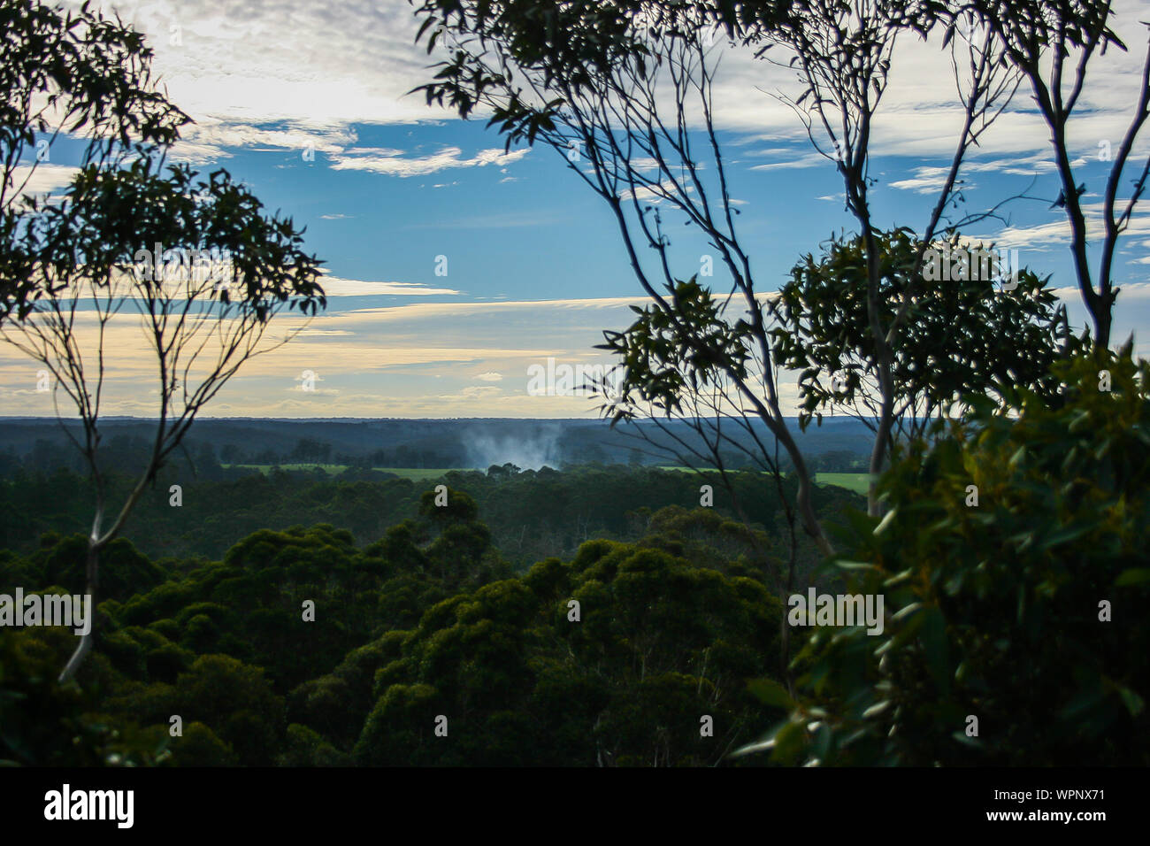 Gloucester Tree, 58m high, second tallest fire lookout, Pemberton ...