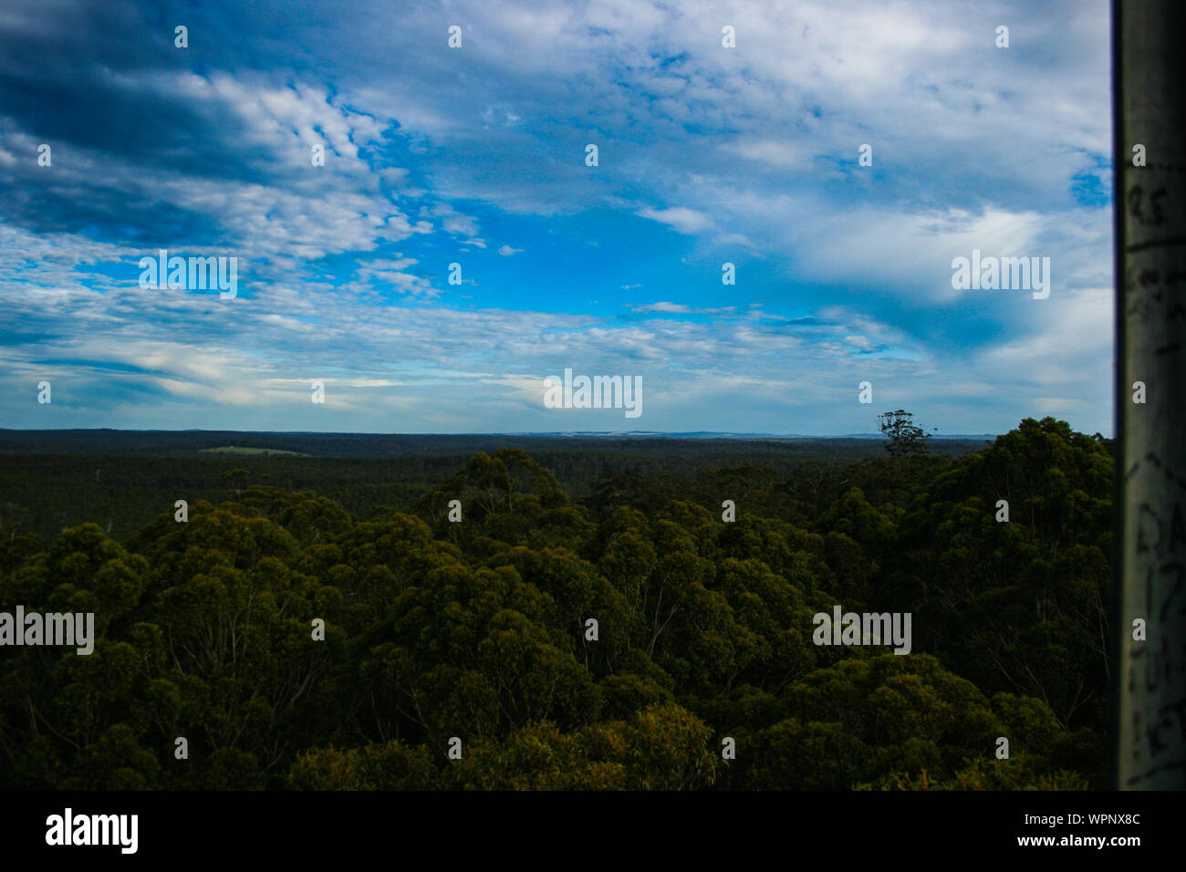 Gloucester Tree, 58m high, second tallest fire lookout, Pemberton ...