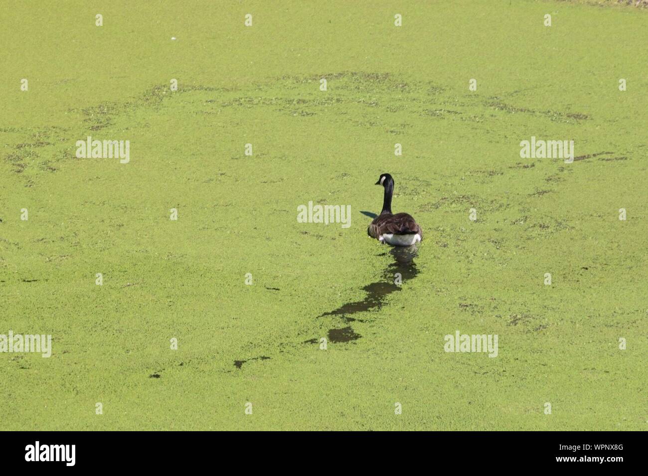 Rear View Duck High Resolution Stock Photography and Images - Alamy