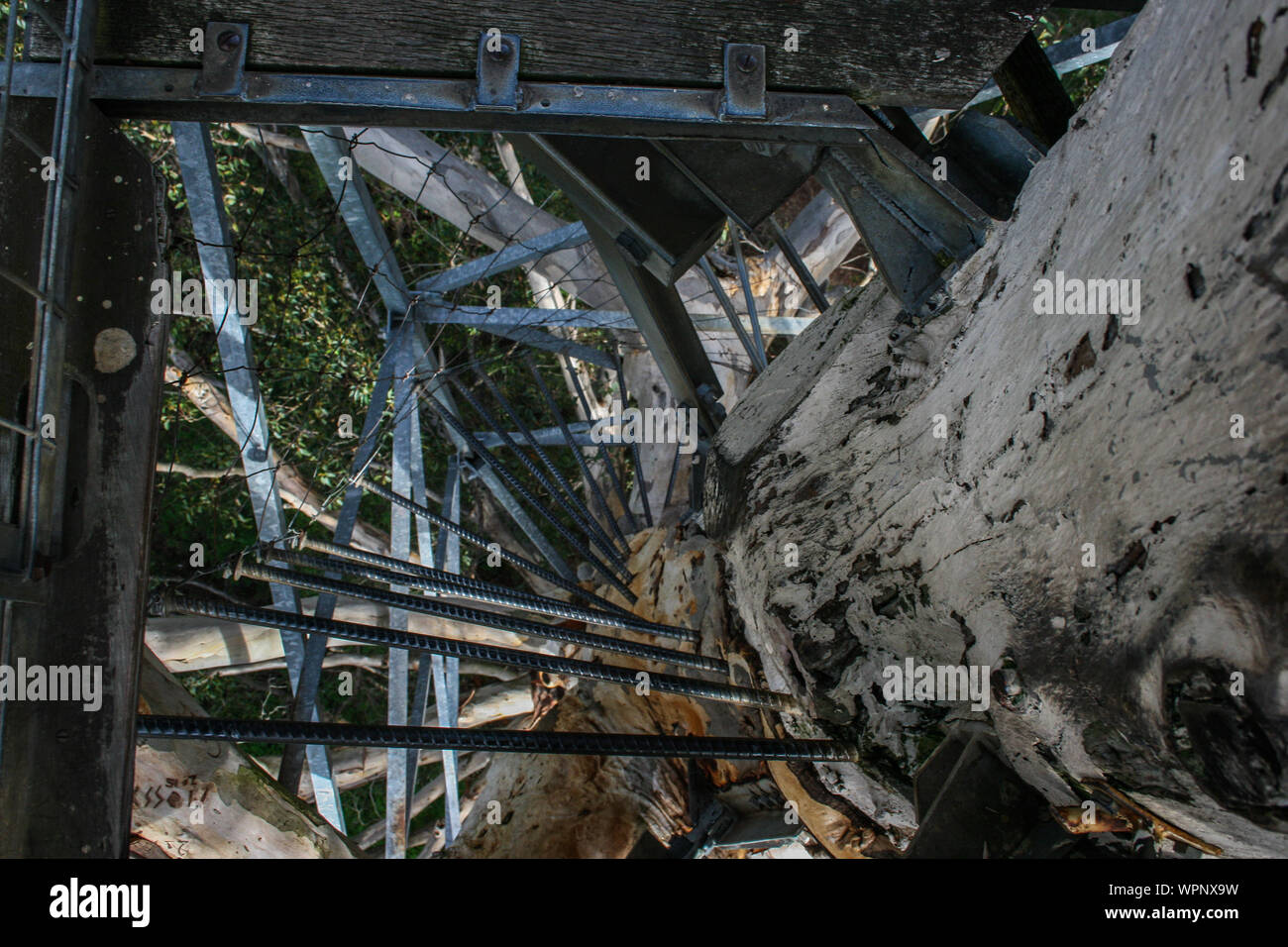 Gloucester Tree, 58m high, second tallest fire lookout, Pemberton ...