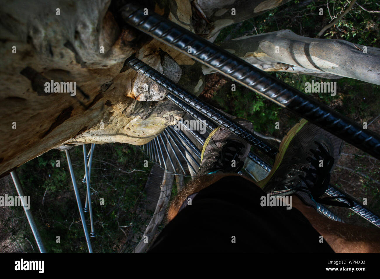 Gloucester Tree, 58m high, second tallest fire lookout, Pemberton ...