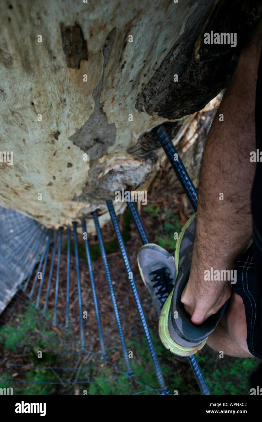 Fire lookout tree karri forest hi-res stock photography and images - Alamy