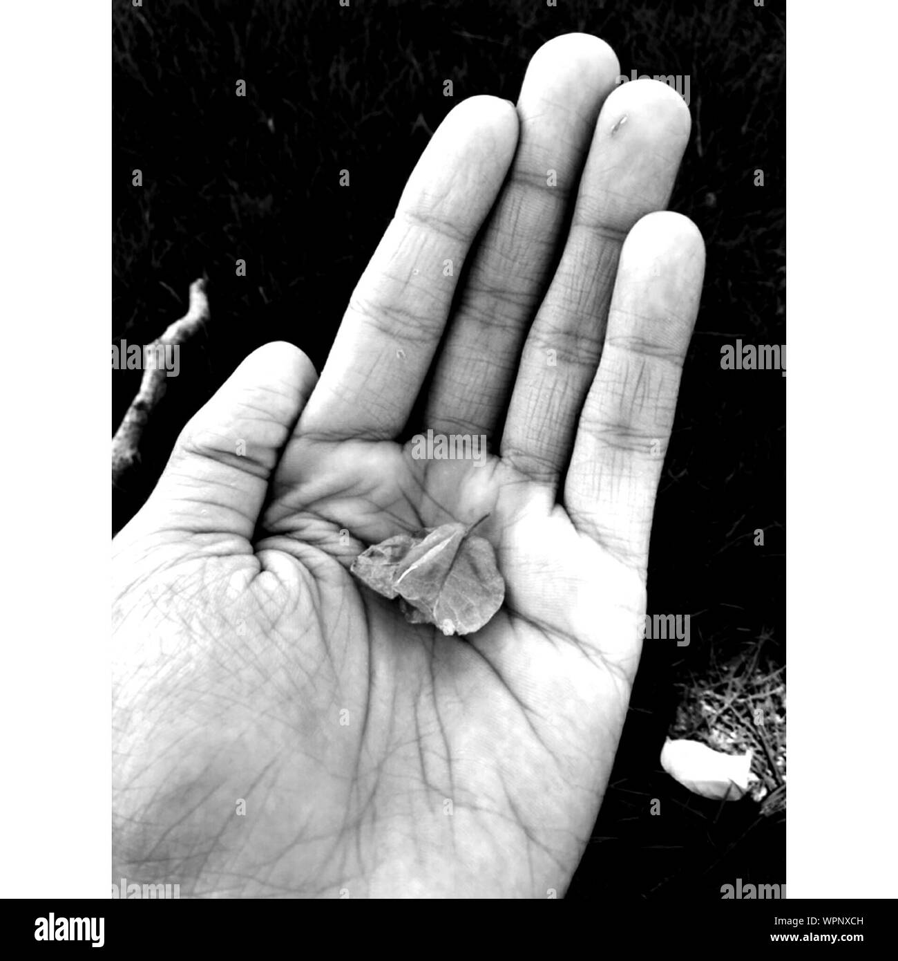 Hand holding palm leaf Black and White Stock Photos & Images - Alamy
