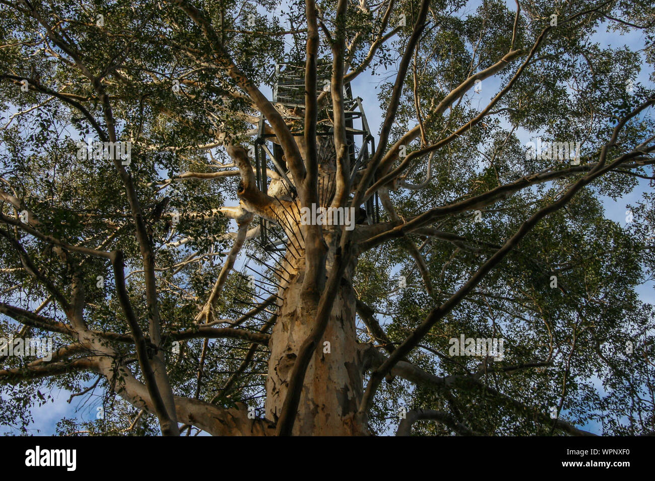 Gloucester tree western australia hi-res stock photography and images ...