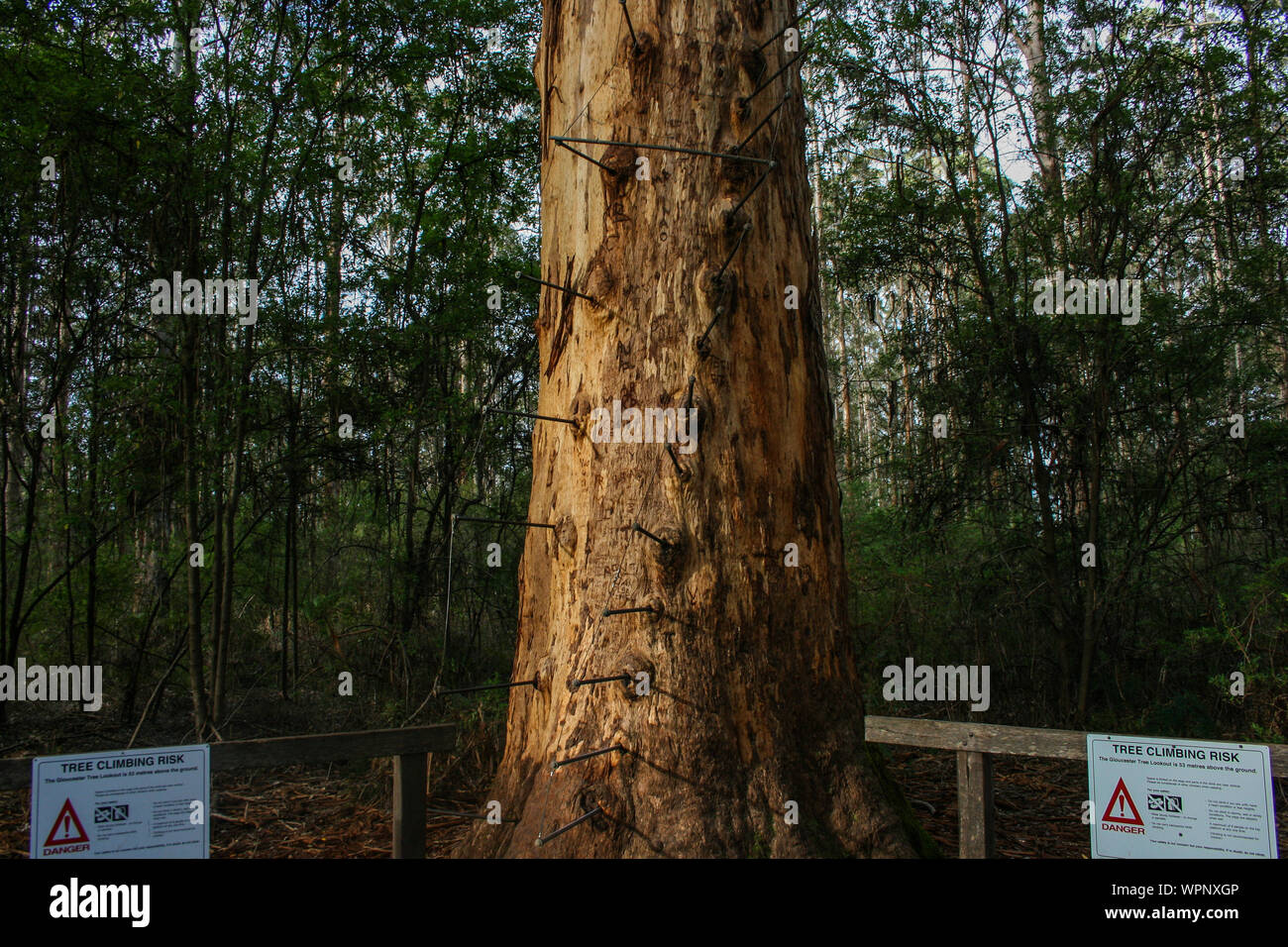 Gloucester Tree, 58m high, second tallest fire lookout, Pemberton ...