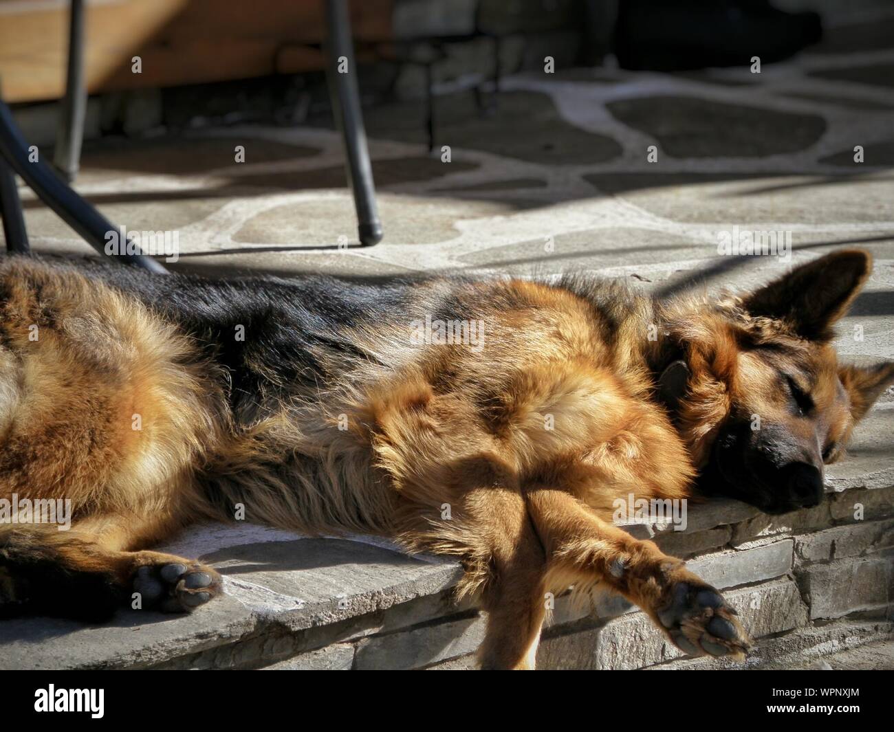 German Shepherd Dog Sleeping High Resolution Stock Photography and ...