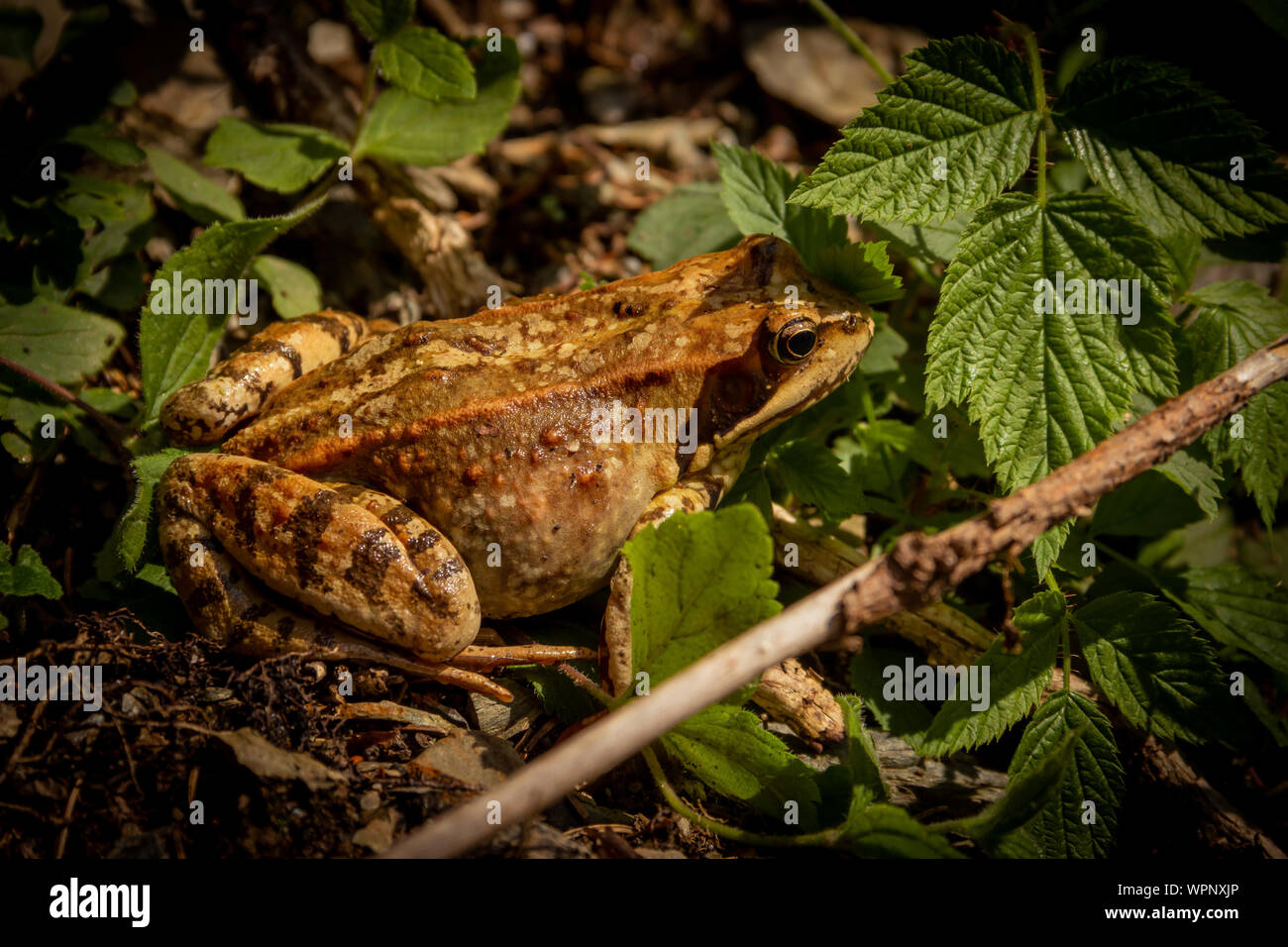 A toad in the forest Stock Photo - Alamy