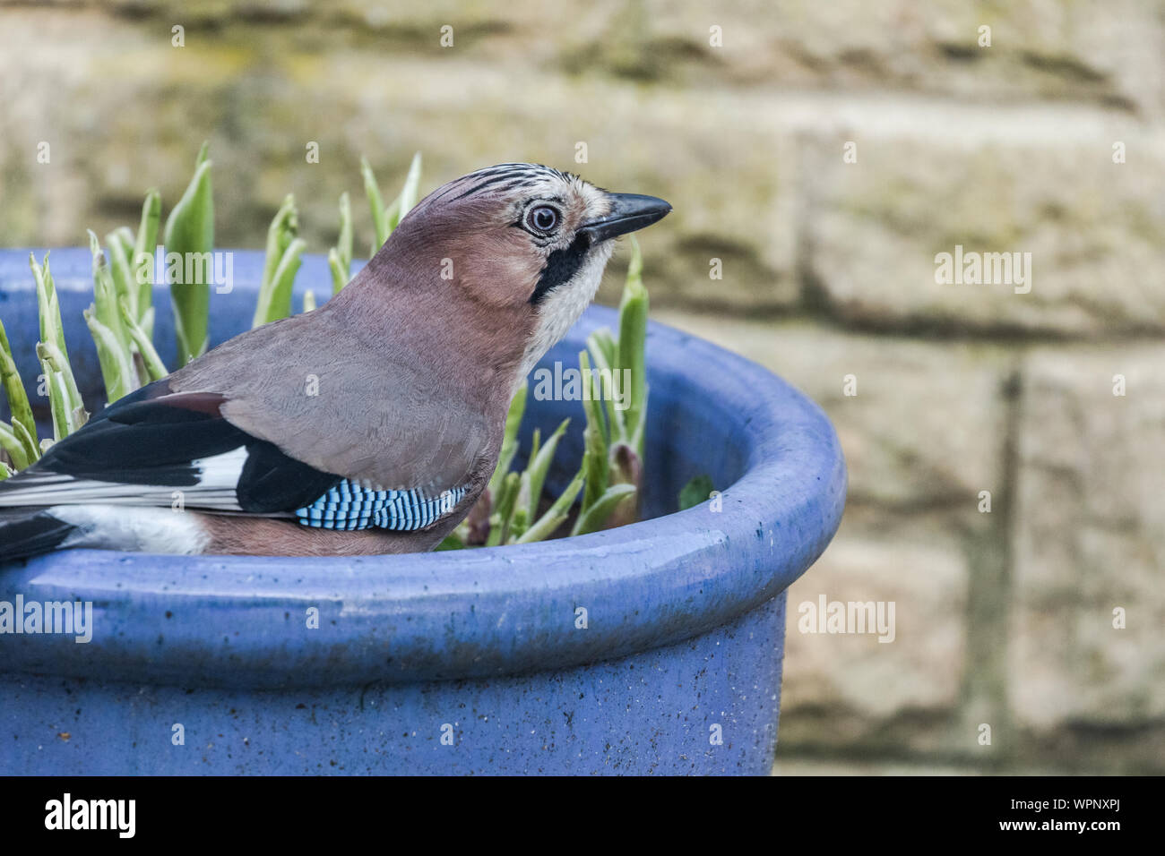 Jay in plant pot hi-res stock photography and images - Alamy