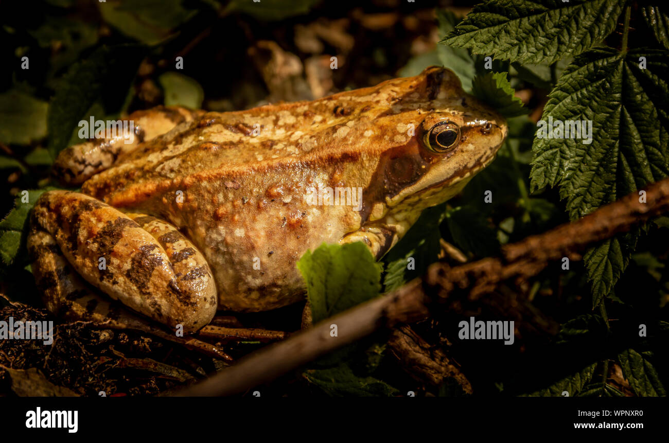 A toad in the forest Stock Photo - Alamy