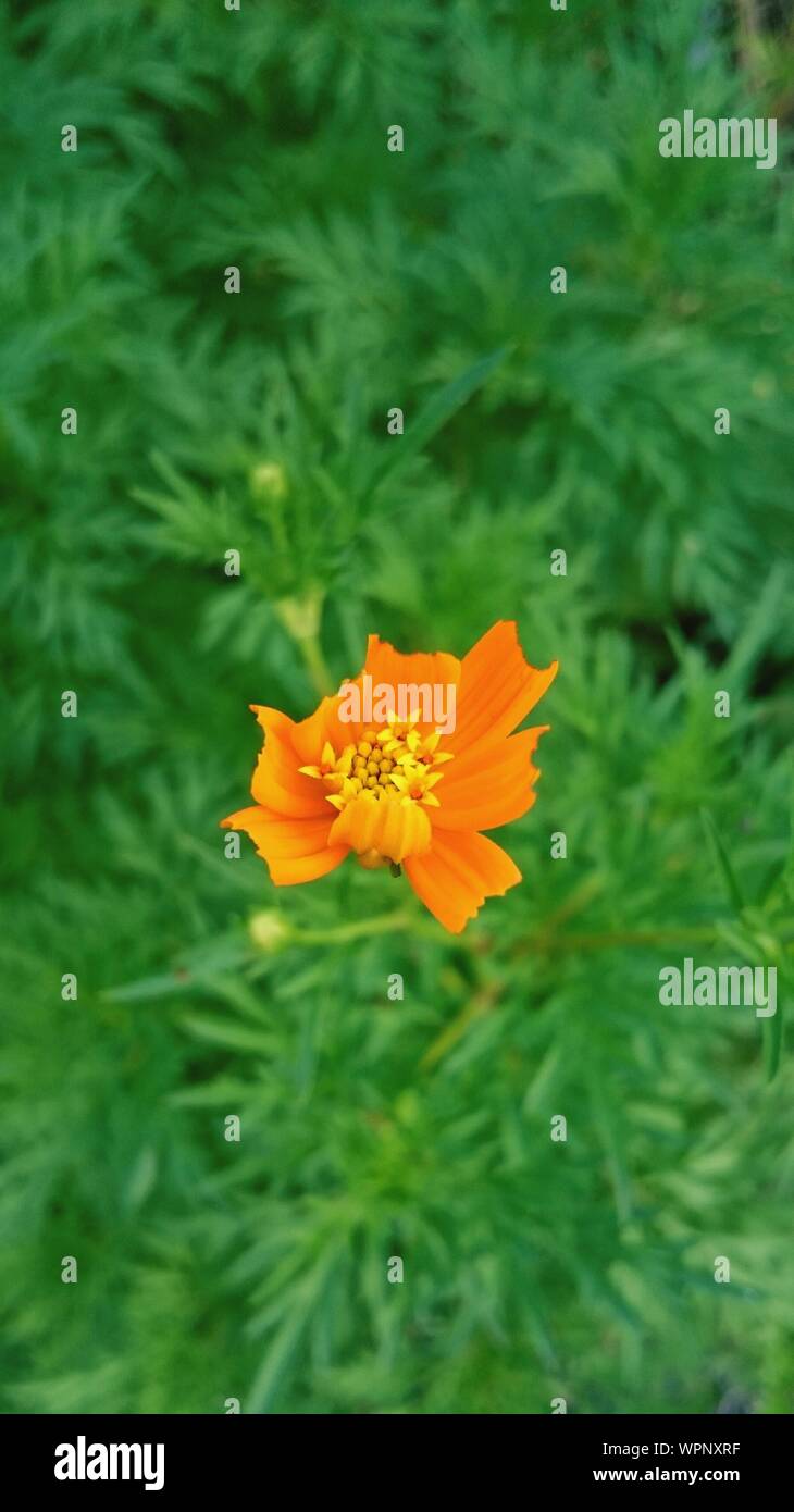 Orange flower field hi-res stock photography and images - Alamy