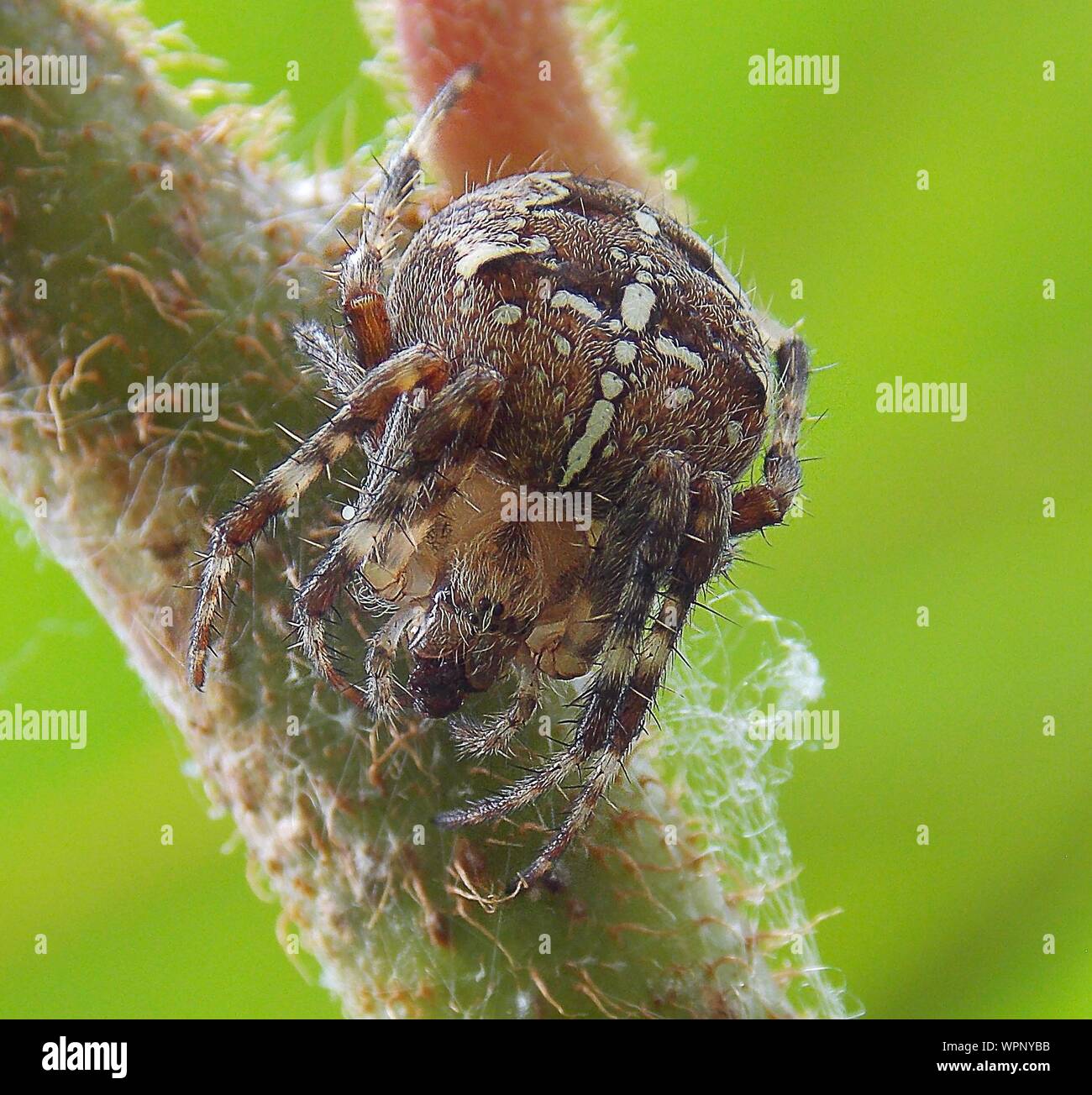Spiked spider hi-res stock photography and images - Alamy