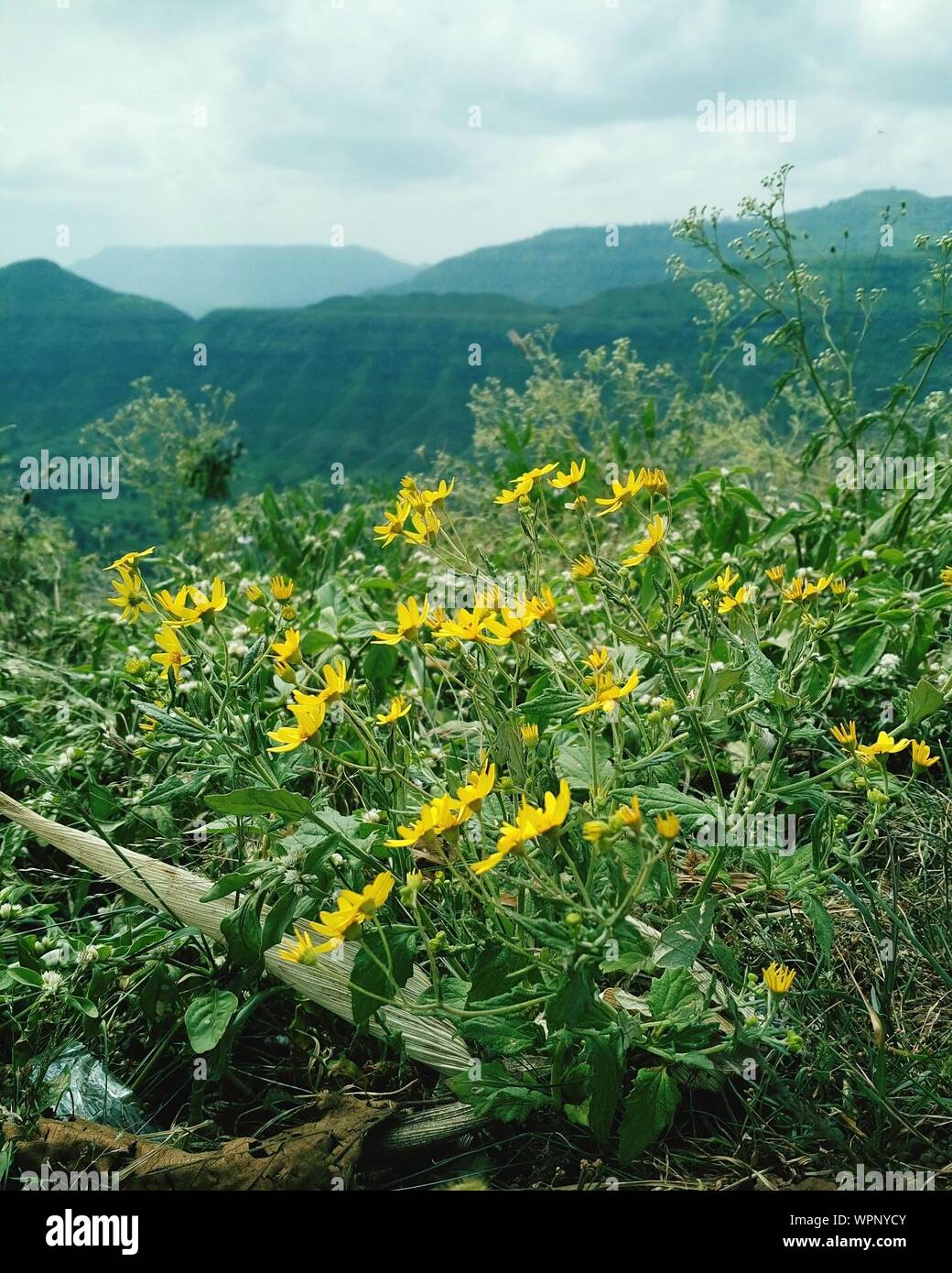 India flowers field hi-res stock photography and images - Alamy