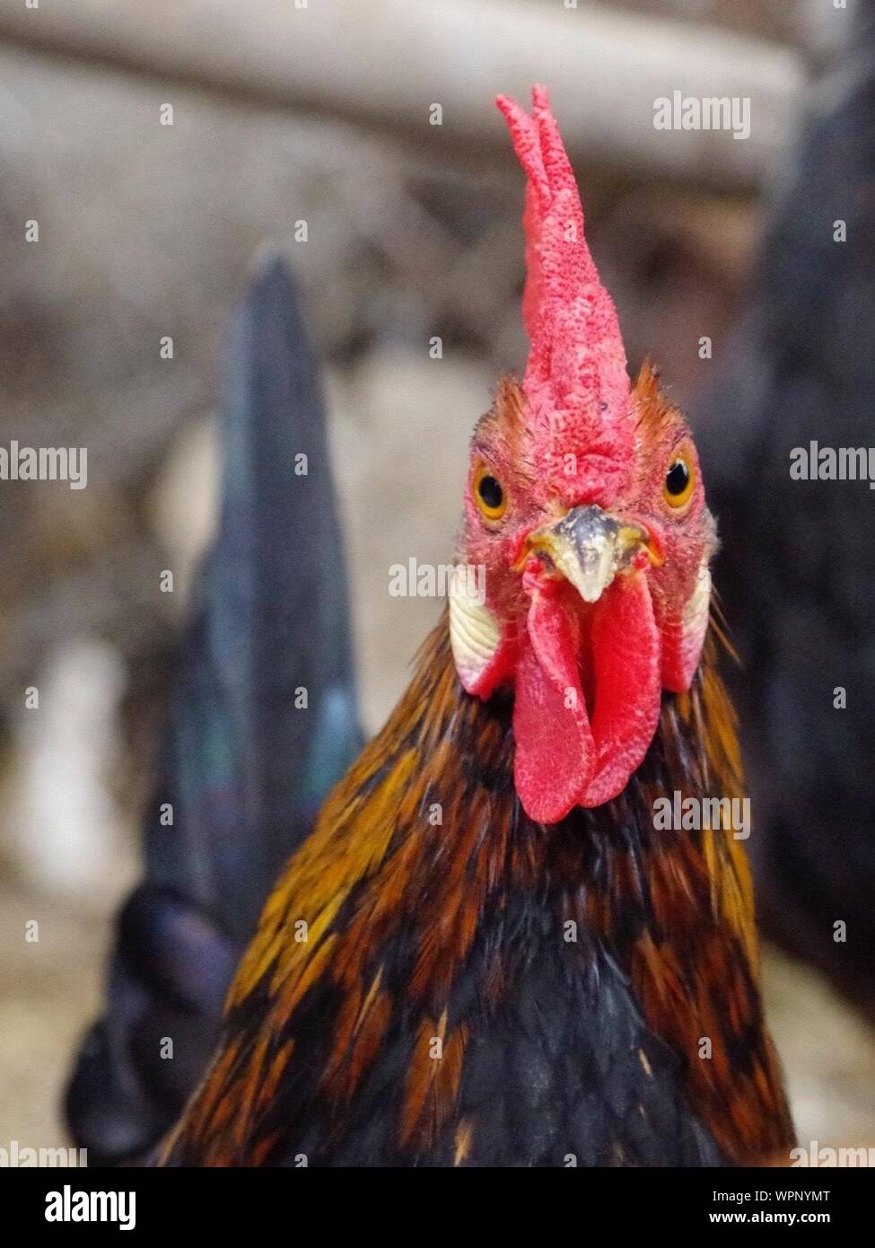 Farm animals rooster hi-res stock photography and images - Alamy