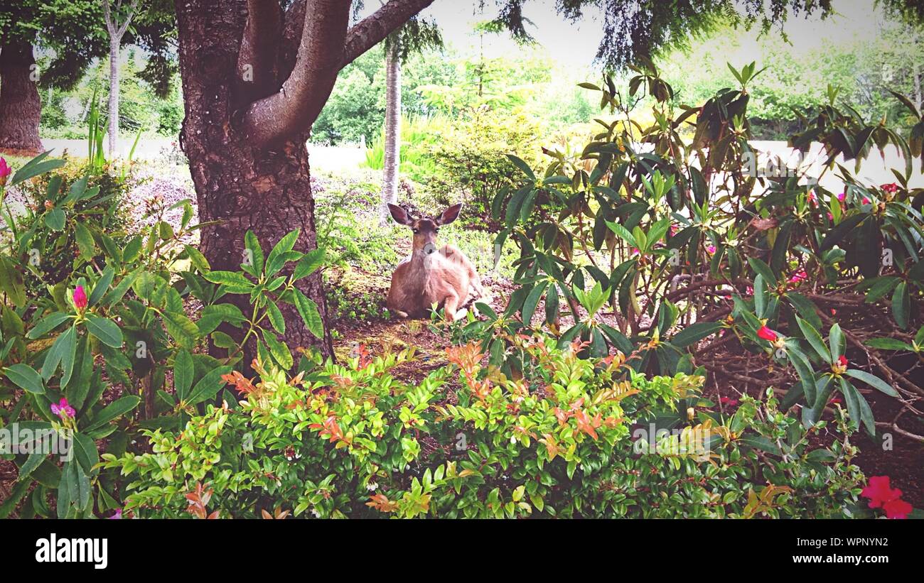 Relaxing under the tree hi-res stock photography and images - Alamy