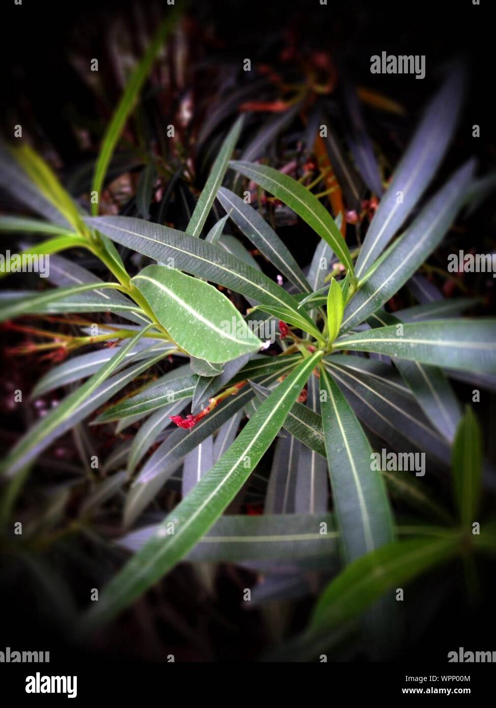 Garden vignette hi-res stock photography and images - Alamy