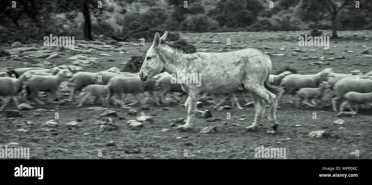 Sheep donkey hi-res stock photography and images - Alamy