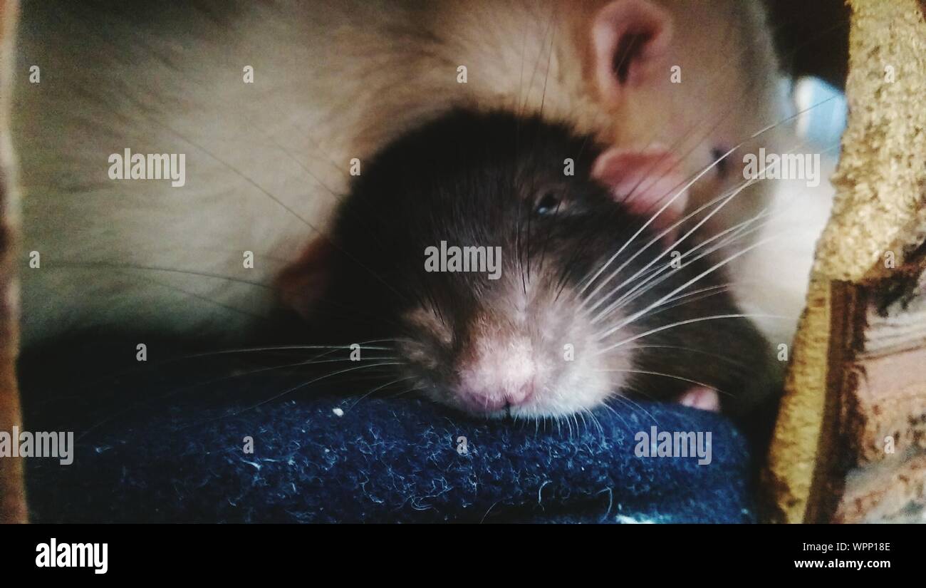 Sleeping mice hi-res stock photography and images - Alamy