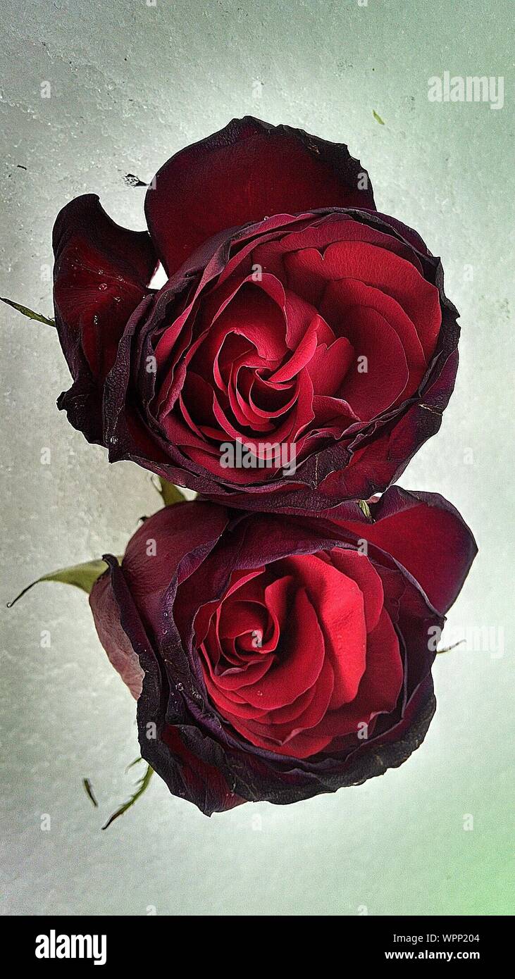 Ice and roses hi-res stock photography and images - Alamy