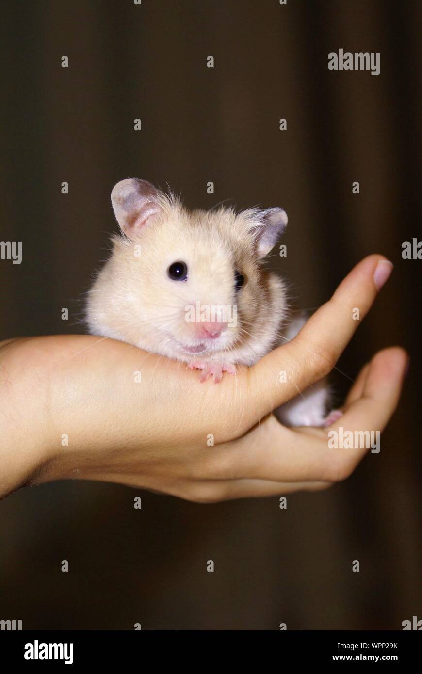 Hand holding hamster hi-res stock photography and images - Alamy