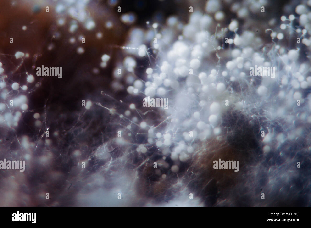 Rain Drops Ground High Resolution Stock Photography and Images - Alamy