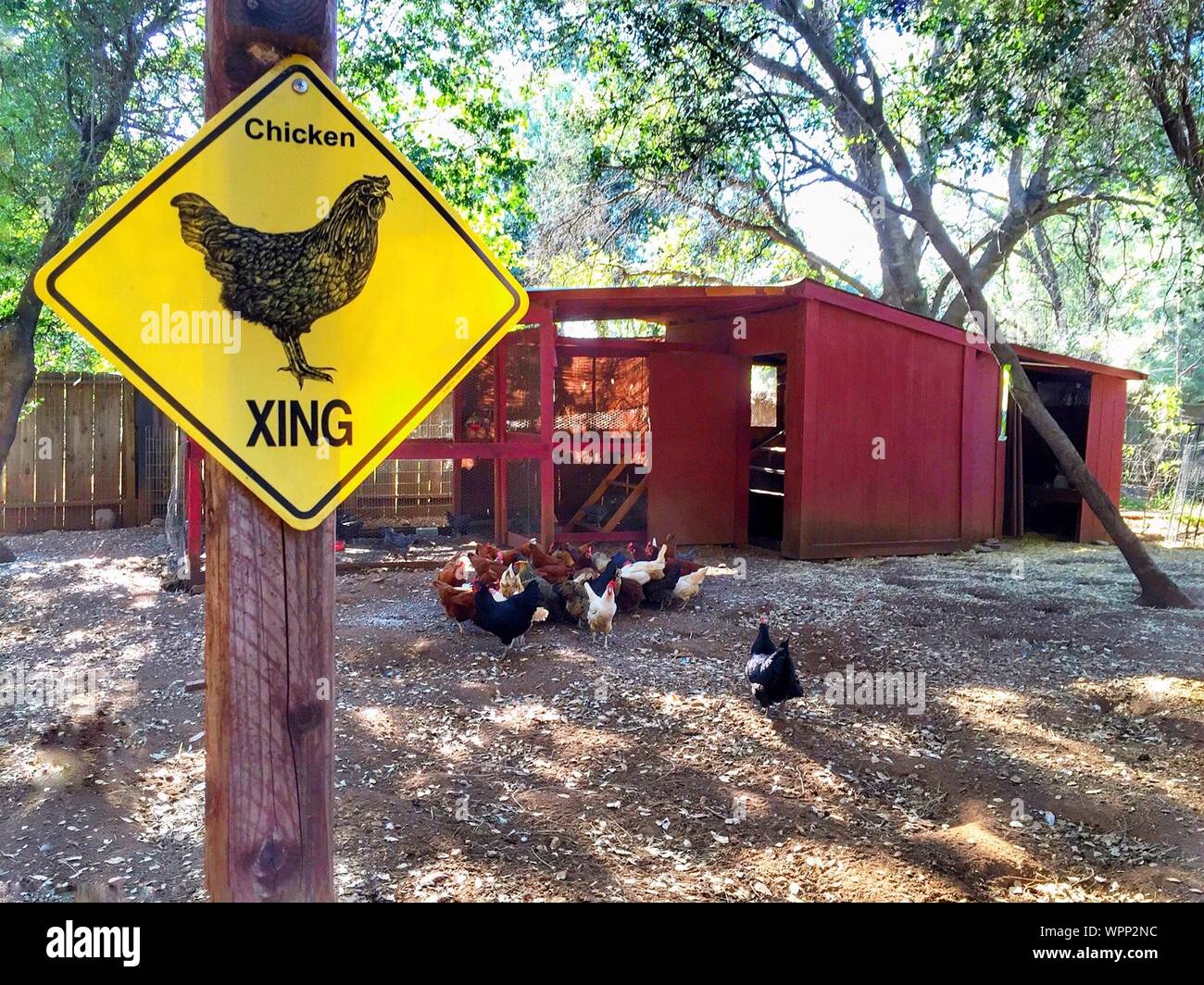 Chicken poultry farm hi-res stock photography and images - Alamy