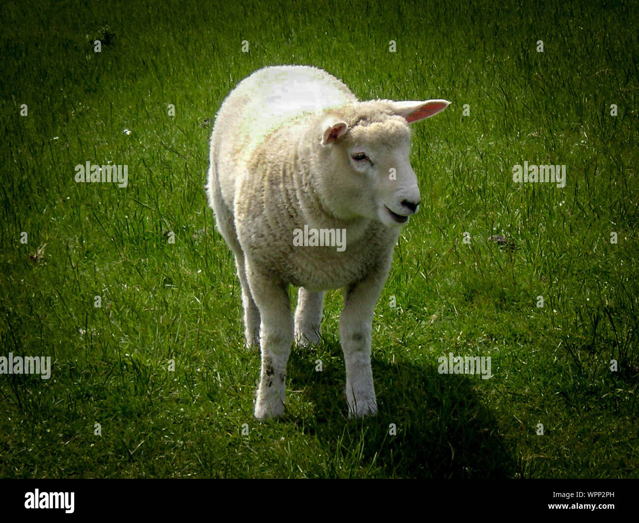 Too close to sheep hi-res stock photography and images - Alamy