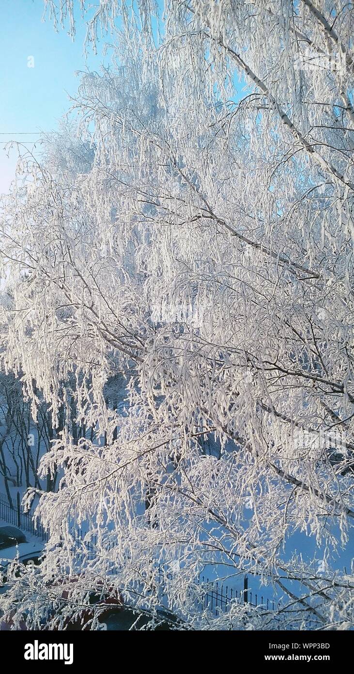 White tree hi-res stock photography and images - Alamy