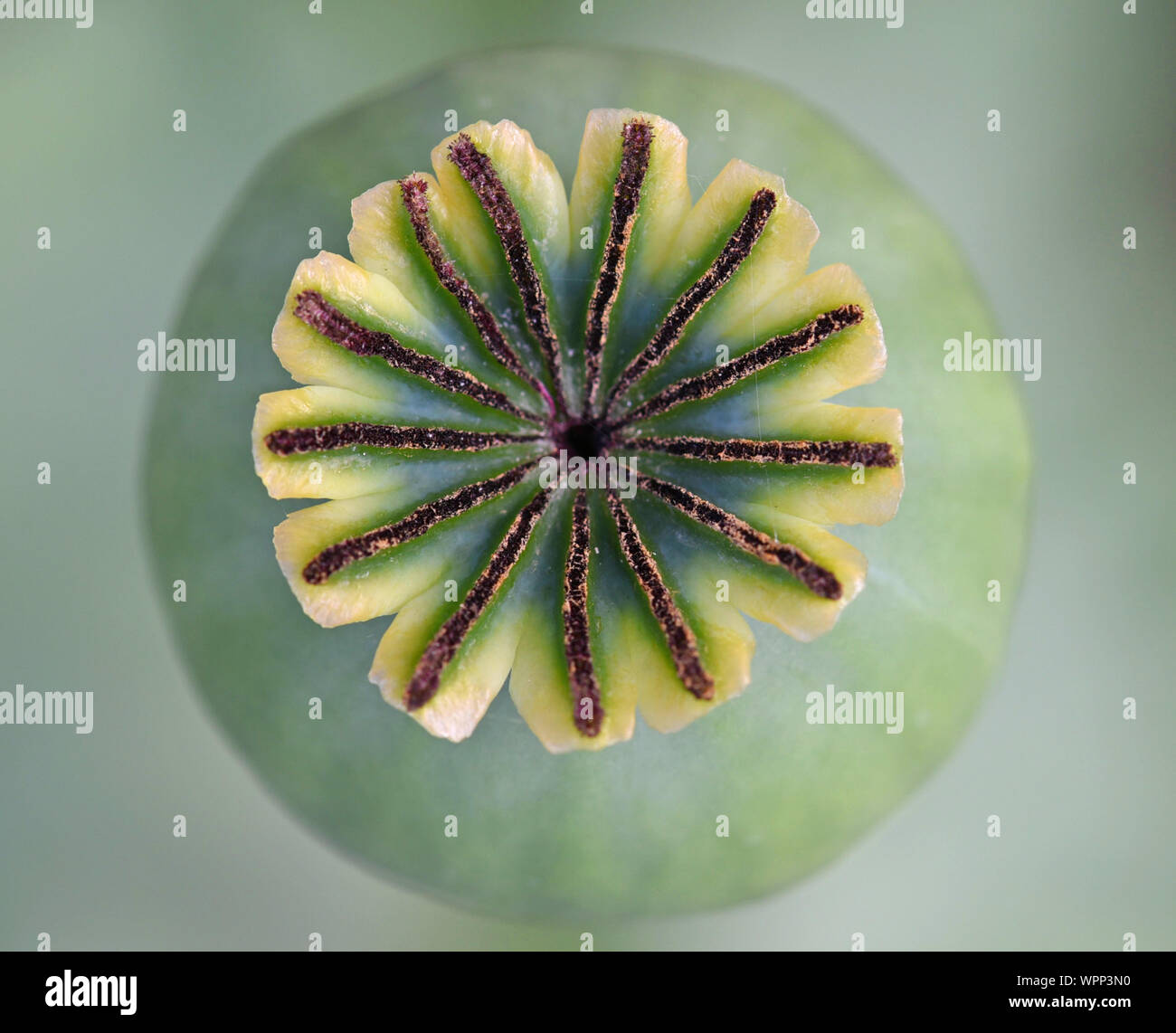 Poppypoppy red opium poppy bulk seeds papaver somniferum red hi-res ...