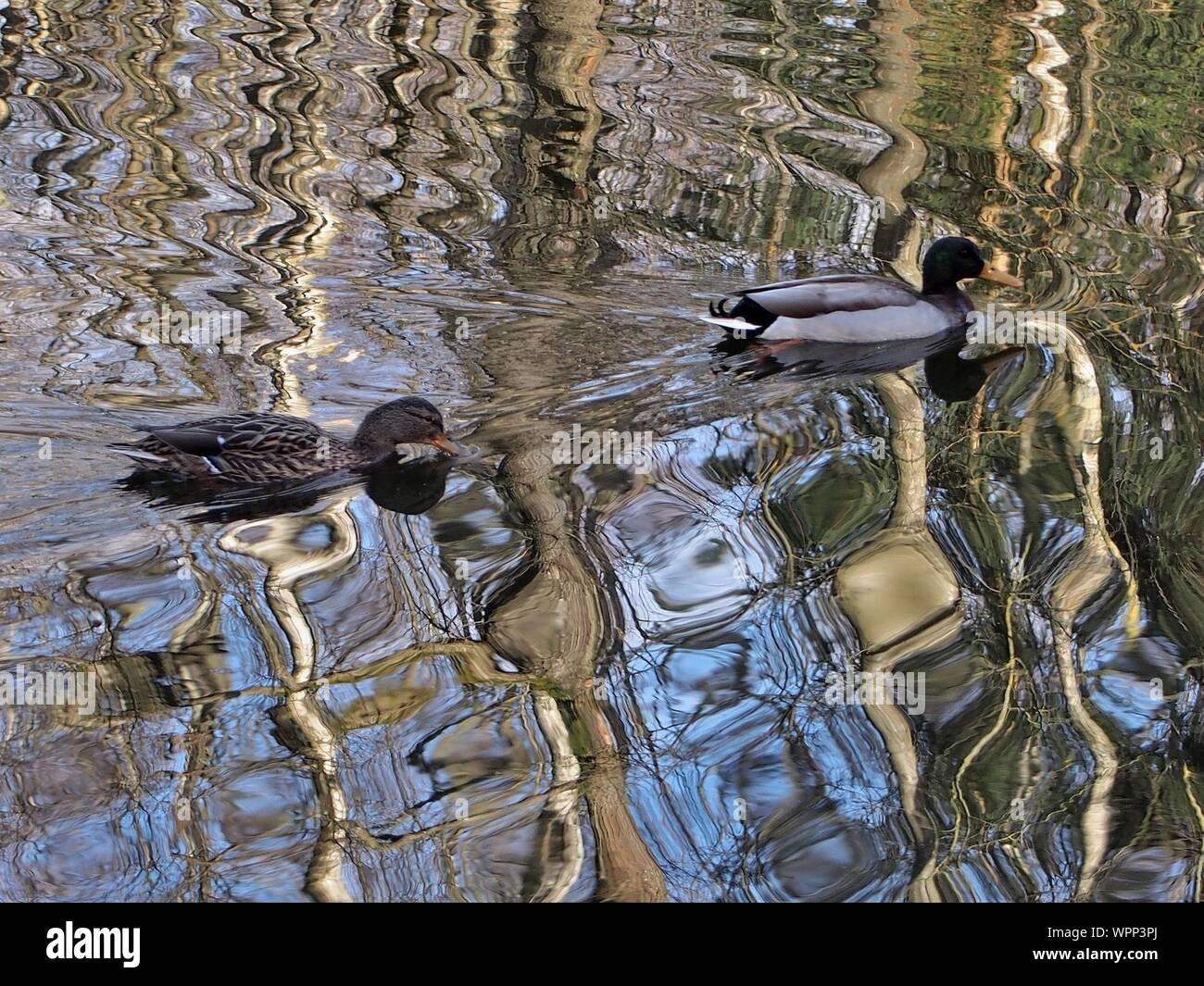 Two ducks rippled water hi-res stock photography and images - Alamy