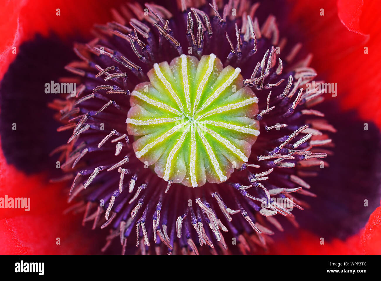 Japanese Oriental Poppy 1 taken very close in macro to show the detail ...
