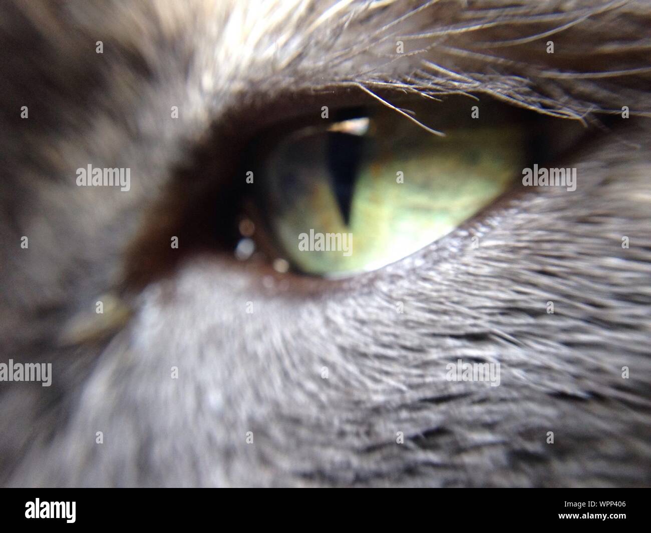 Cats Eye Close Up High Resolution Stock Photography and Images - Alamy