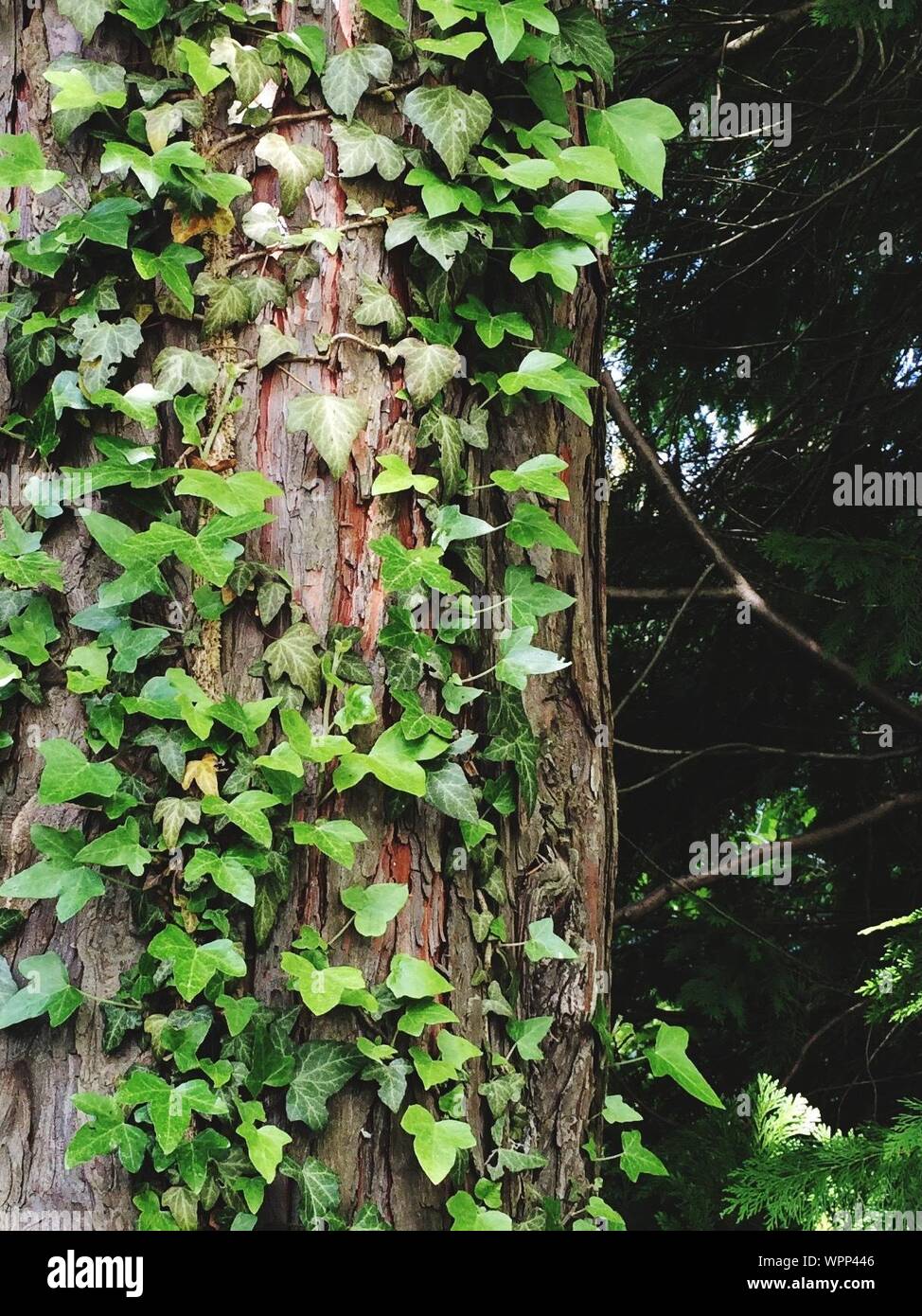Creeper Tree Trunk High Resolution Stock Photography and Images - Alamy
