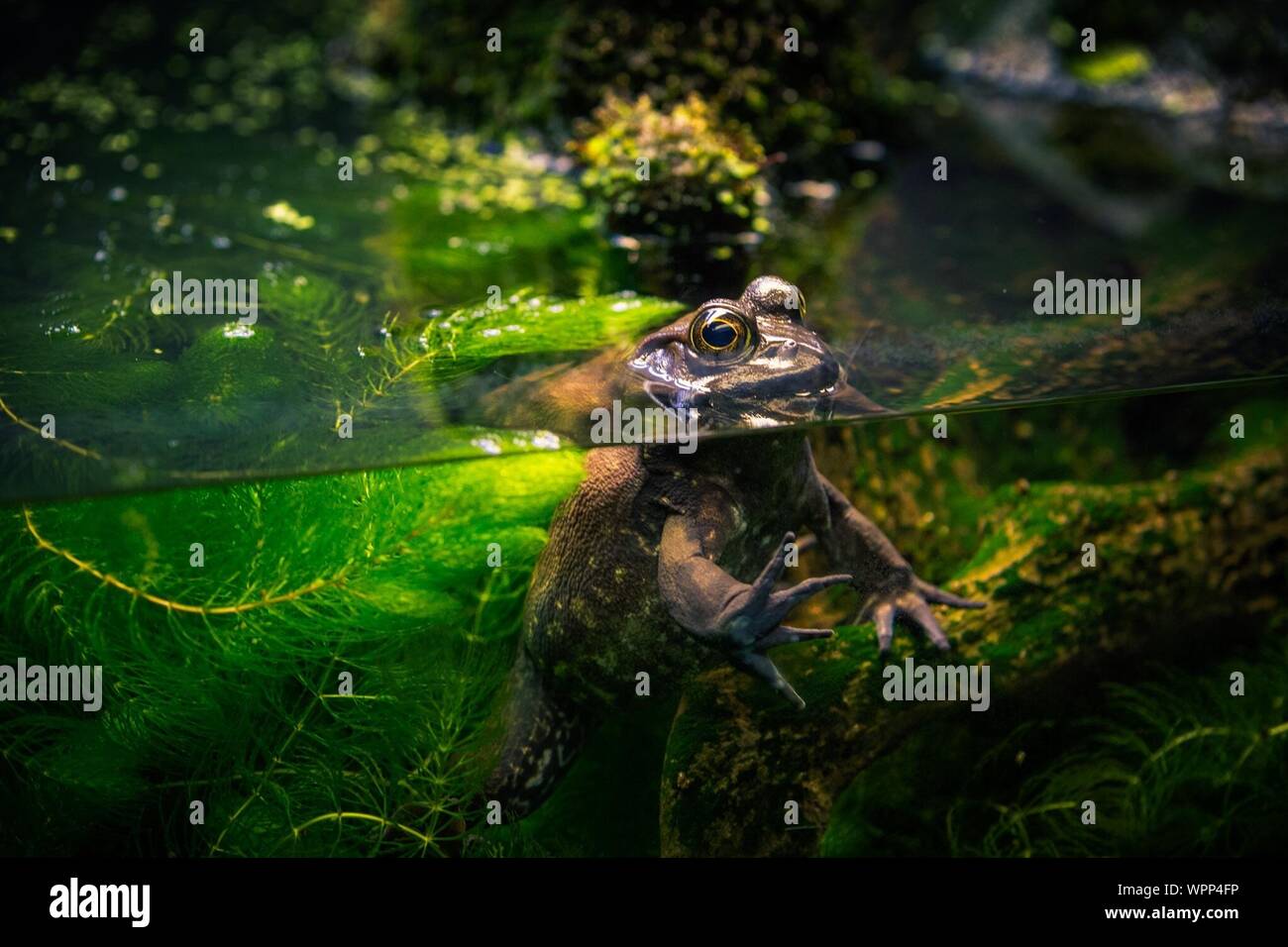 Swimming frog fish hi-res stock photography and images - Alamy