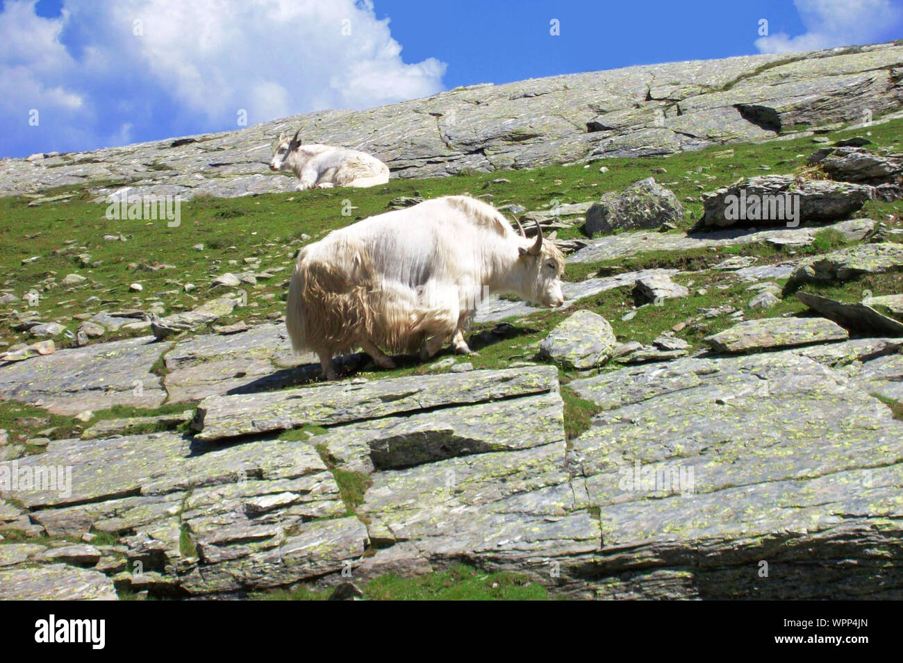 Highland cattle low angle view hi-res stock photography and images - Alamy