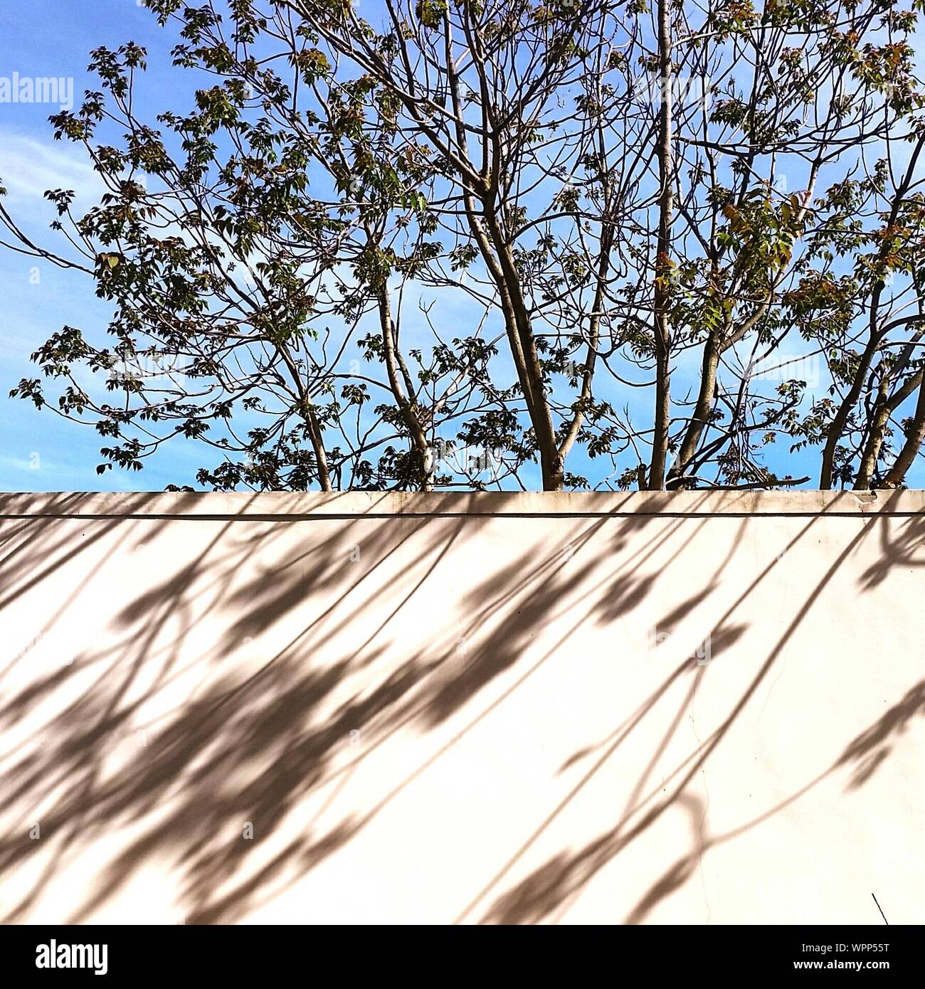 Tree shadow on wall hi-res stock photography and images - Alamy